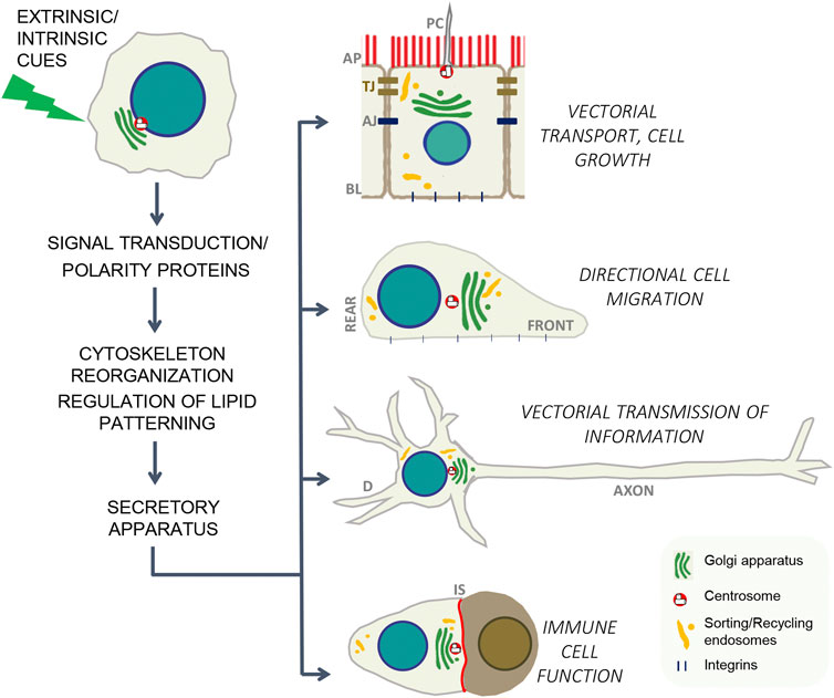 Frontiers | Editorial: Cell polarity: Trafficking and regulatory events ...
