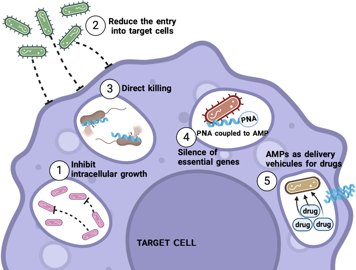 Frontiers | Antimicrobial peptides´ immune modulation role in ...