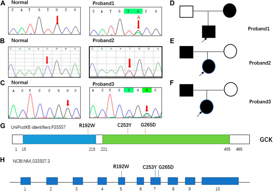 Frontiers | GCK exonic mutations induce abnormal biochemical activities ...