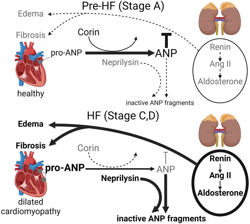 Frontiers | Falling corin and ANP activity levels accelerate ...