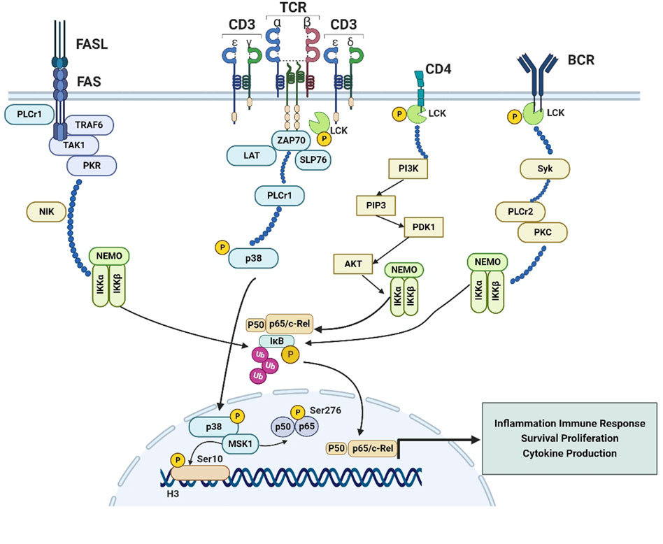 Frontiers | New insights into the Lck-NF-κB signaling pathway