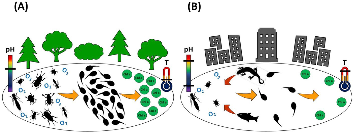 Frontiers | Effects of urbanization, biotic and abiotic factors on ...