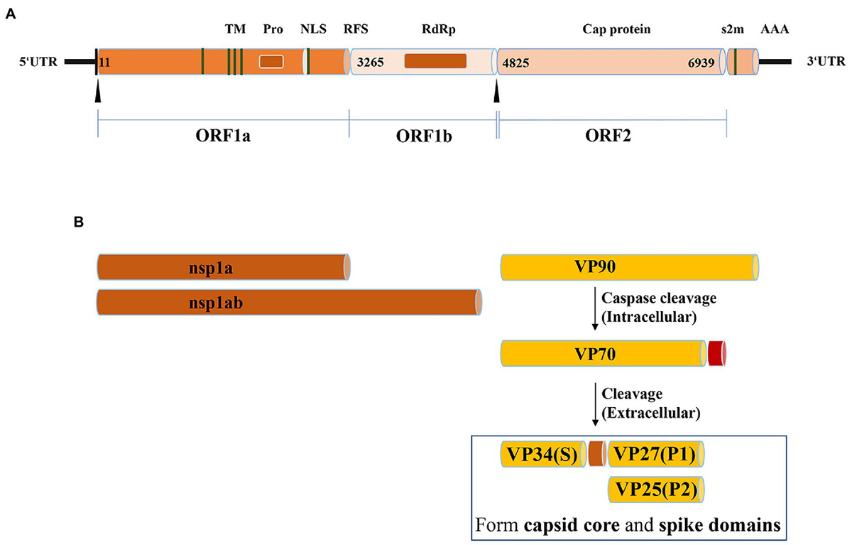 Frontiers | Infection and innate immune mechanism of goose astrovirus