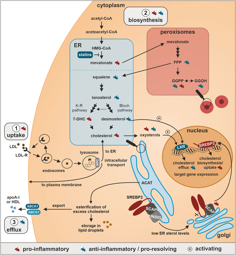 Frontiers | Cholesterol metabolism in the regulation of inflammatory responses
