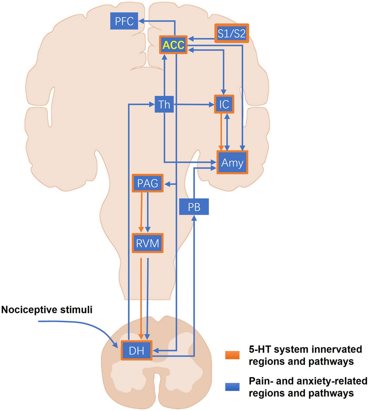 Frontiers | Multiple modulatory roles of serotonin in chronic pain and ...
