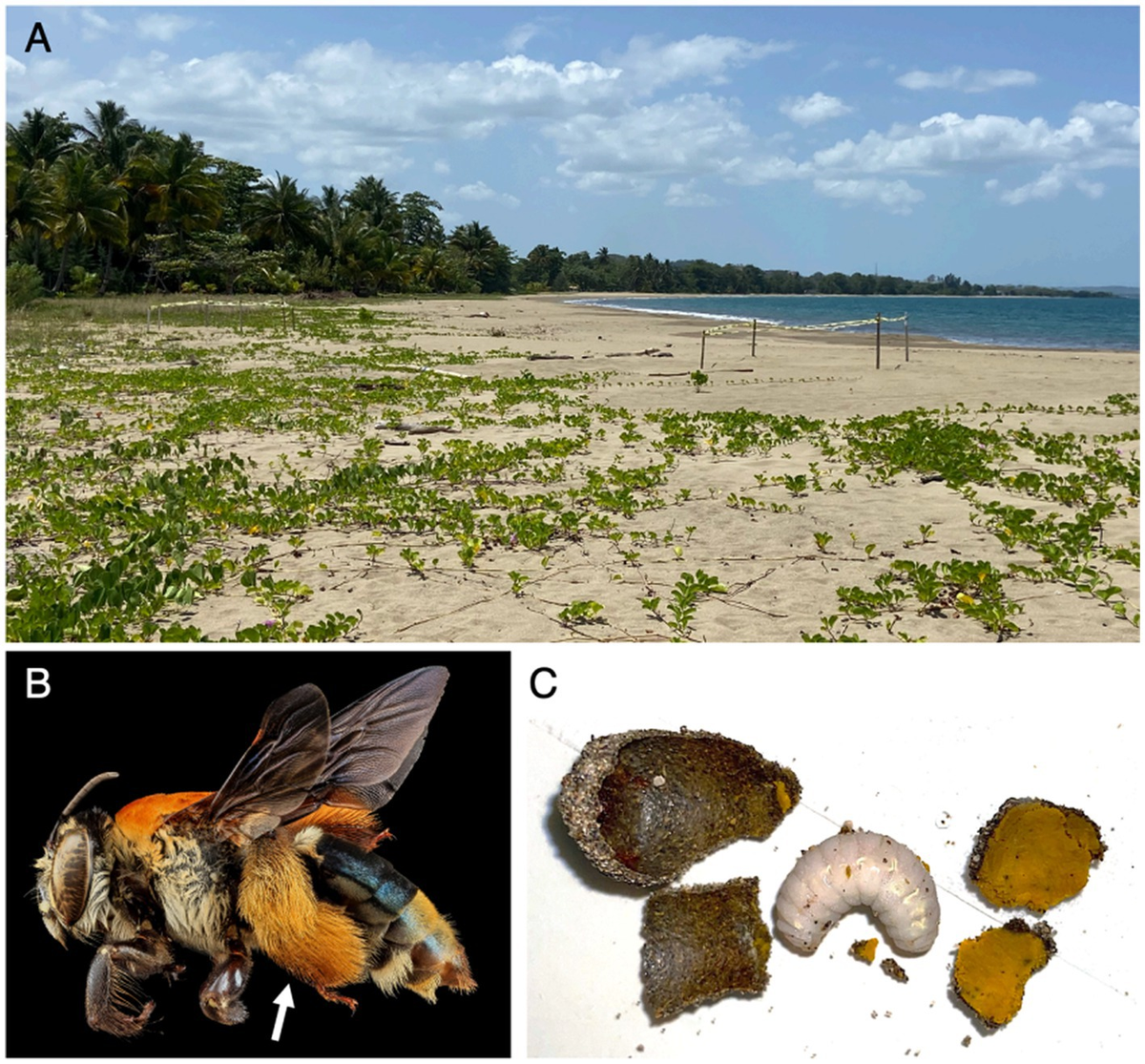 Frontiers | Gut microbiota variation of a tropical oil-collecting bee ...