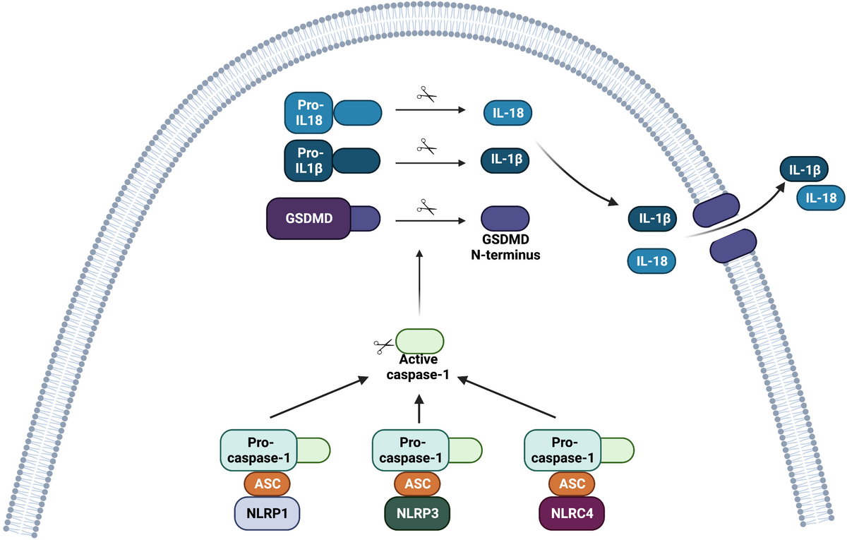 Frontiers | The role of NOD-like receptors in innate immunity