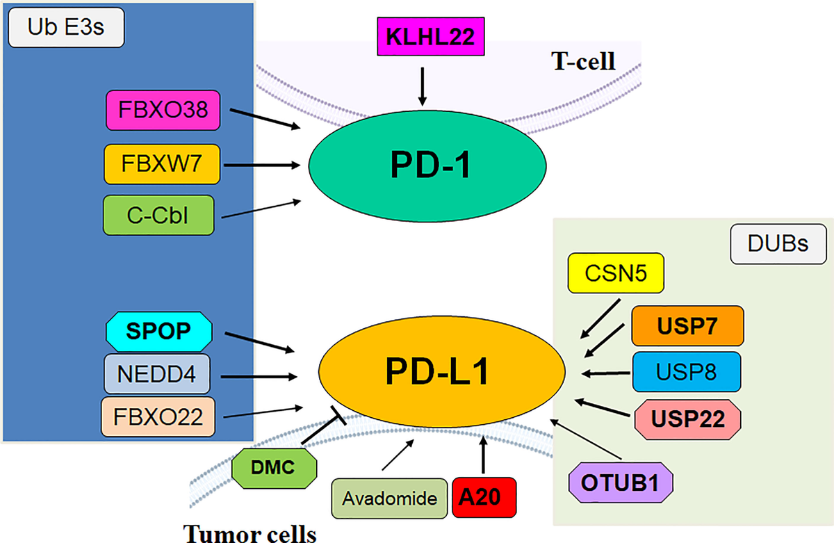 Frontiers | The E3 ubiquitin ligases regulate PD-1/PD-L1 protein levels ...