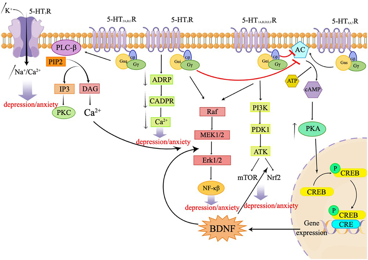 Frontiers | Latest updates on the serotonergic system in depression and ...