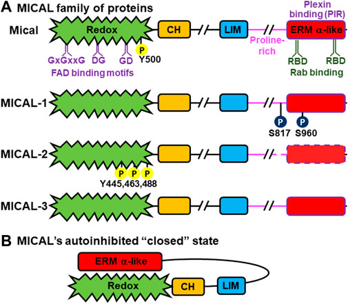 Frontiers | MICAL-mediated oxidation of actin and its effects on ...