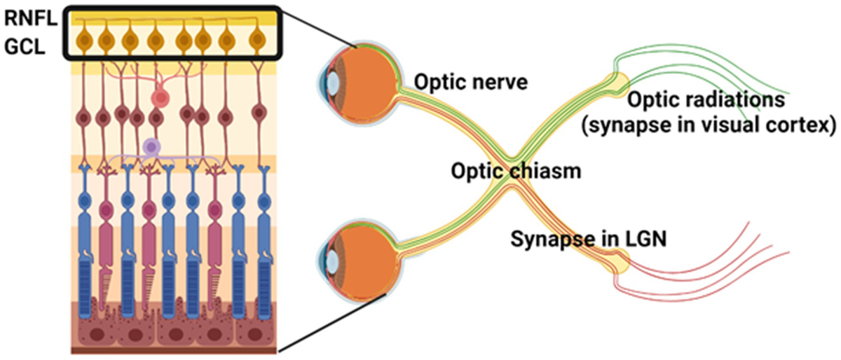 Frontiers | Utility of the visual system to monitor neurodegeneration ...