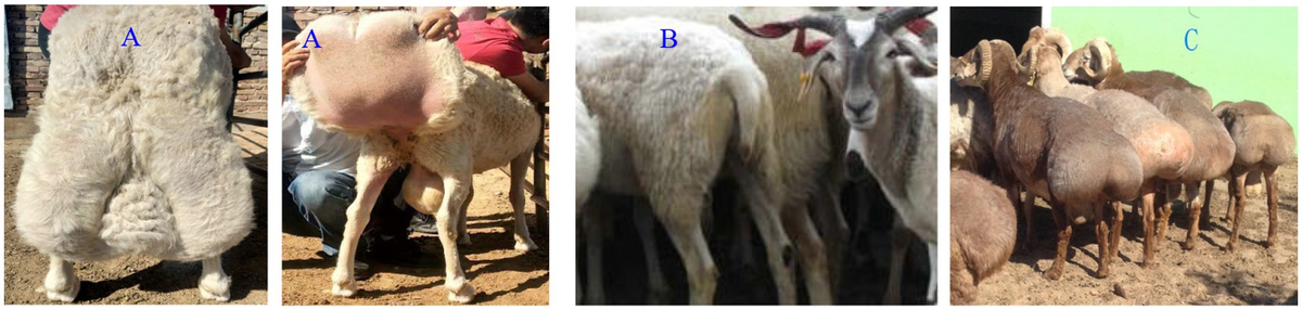 Frontiers | Genome-wide DNA methylation analysis reveals different ...