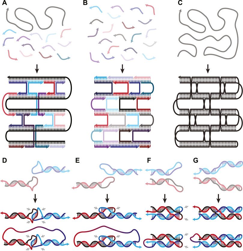 Frontiers | A single strand: A simplified approach to DNA origami