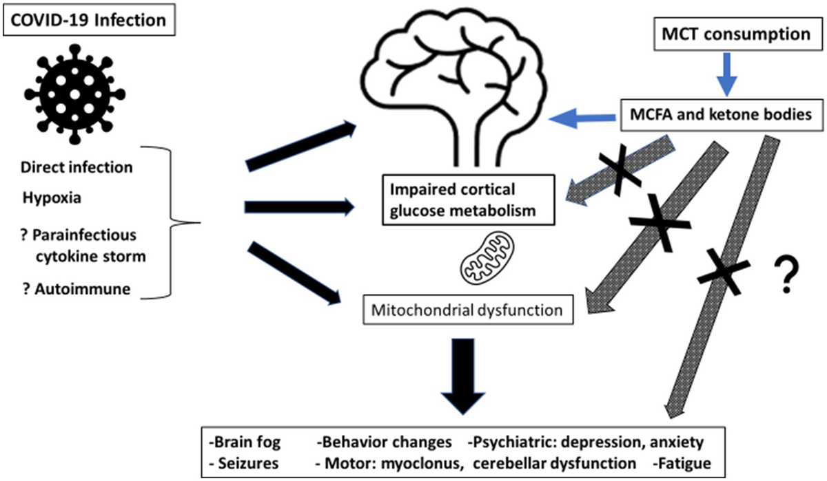 Frontiers | Refueling the post COVID-19 brain: potential role of ...
