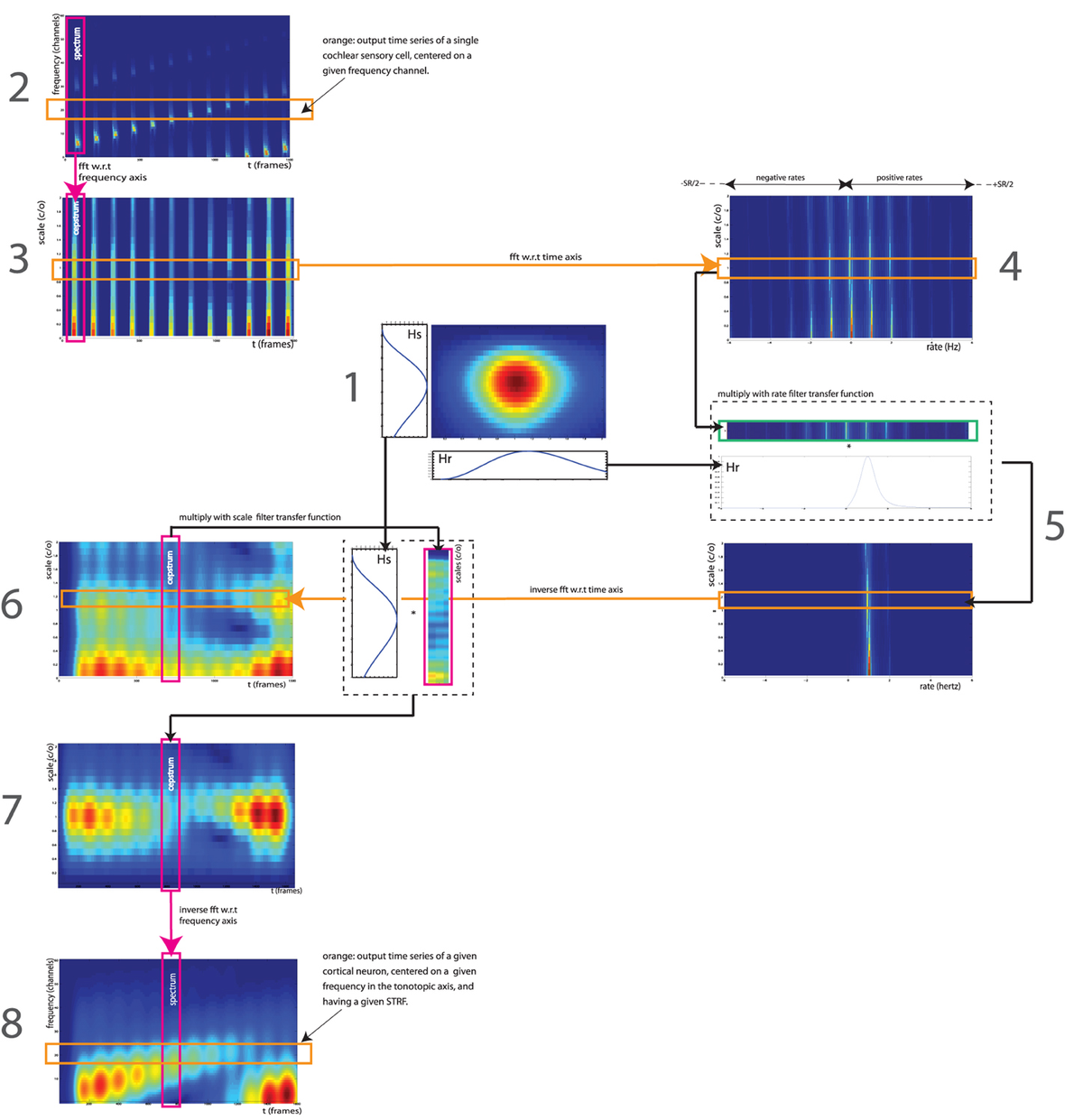 Frontiers | One hundred ways to process time, frequency, rate and scale ...