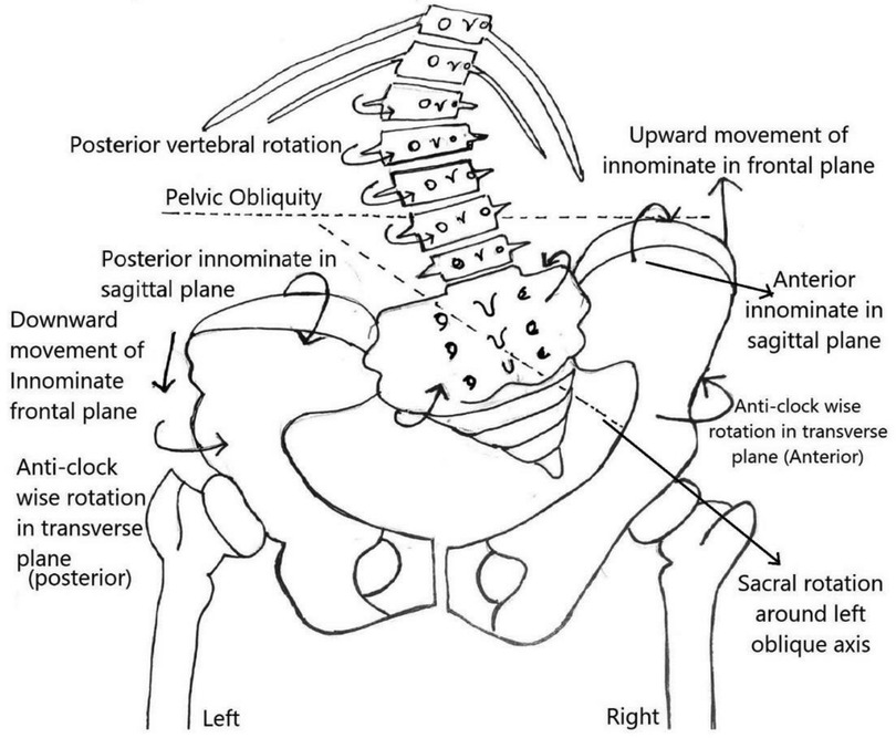 Frontiers | Biomechanically designed Curve Specific Corrective Exercise ...