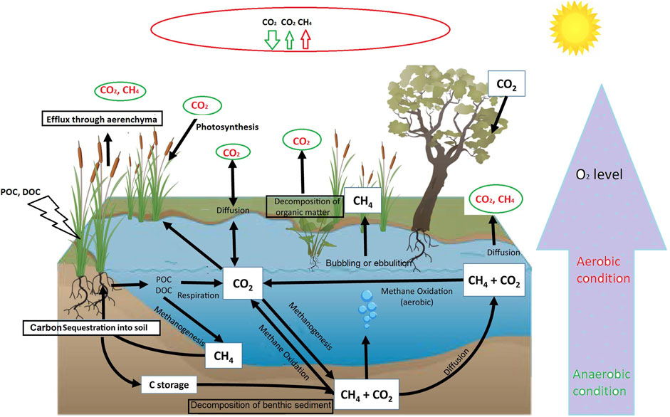 Frontiers | Editorial: Wetland ecosystems as important greenhouse hotspots