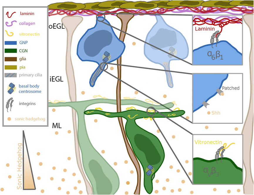 Frontiers | Cooperation between primary cilia signaling and integrin ...