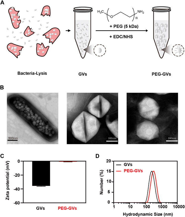Frontiers | Modification of PEG reduces the immunogenicity of ...