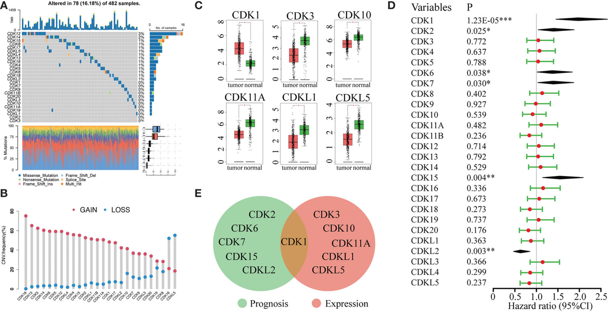 Frontiers | Prognostic and immunological characteristics of CDK1 in ...