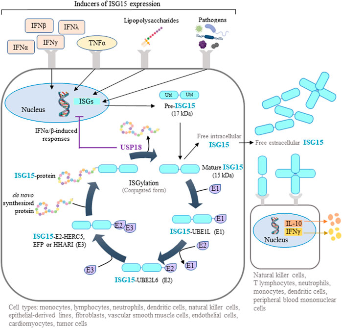 Frontiers | Emerging roles of interferon-stimulated gene-15 in age ...