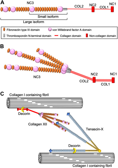 Frontiers | Collagen XII mediated cellular and extracellular mechanisms ...