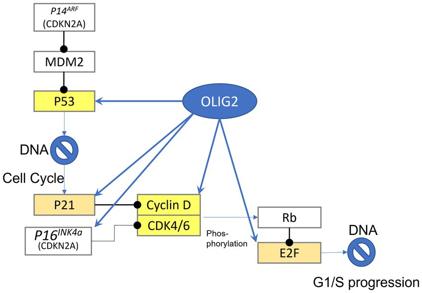 Frontiers | Biological functions of the Olig gene family in brain ...