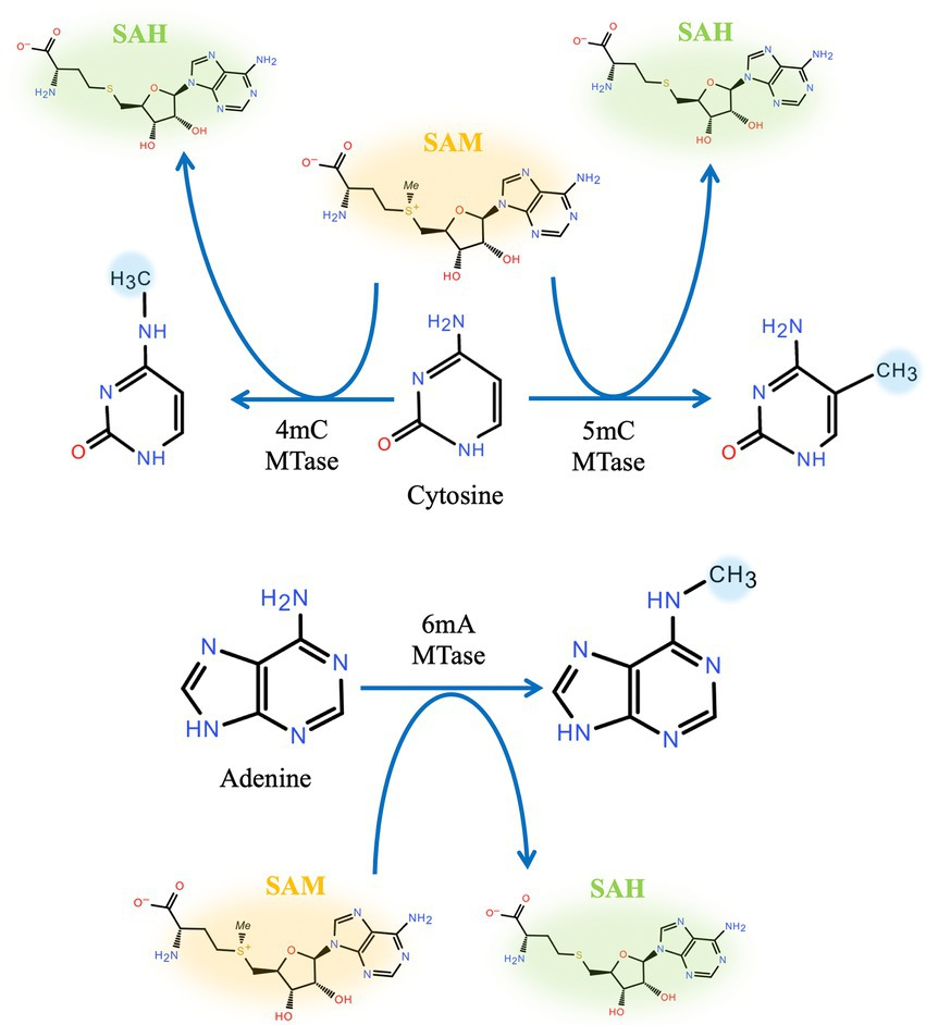 Frontiers | Bacterial DNA methyltransferase: A key to the epigenetic ...
