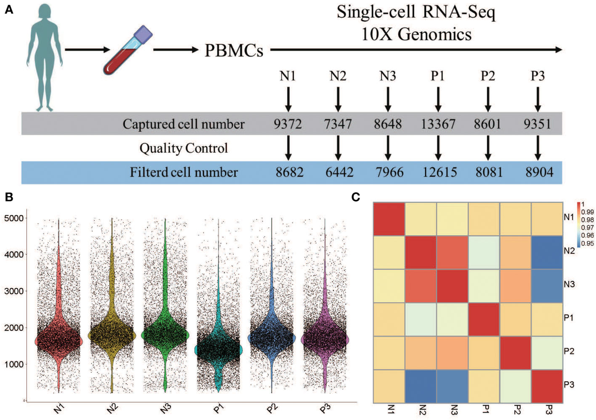 Frontiers | Single-cell RNA sequencing of peripheral blood reveals ...