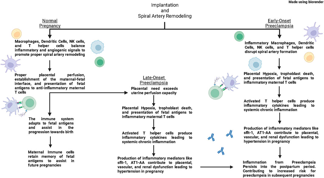 Frontiers | Setting a stage: Inflammation during preeclampsia and ...