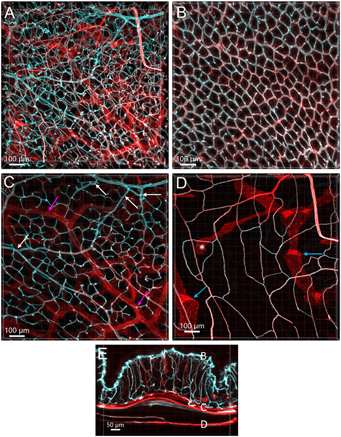 Frontiers | Vasculature in the mouse colon and spatial relationships ...