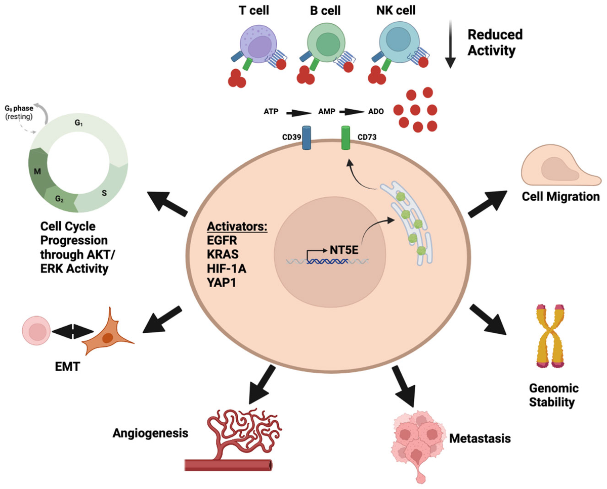 Frontiers | Tumor intrinsic and extrinsic functions of CD73 and the ...