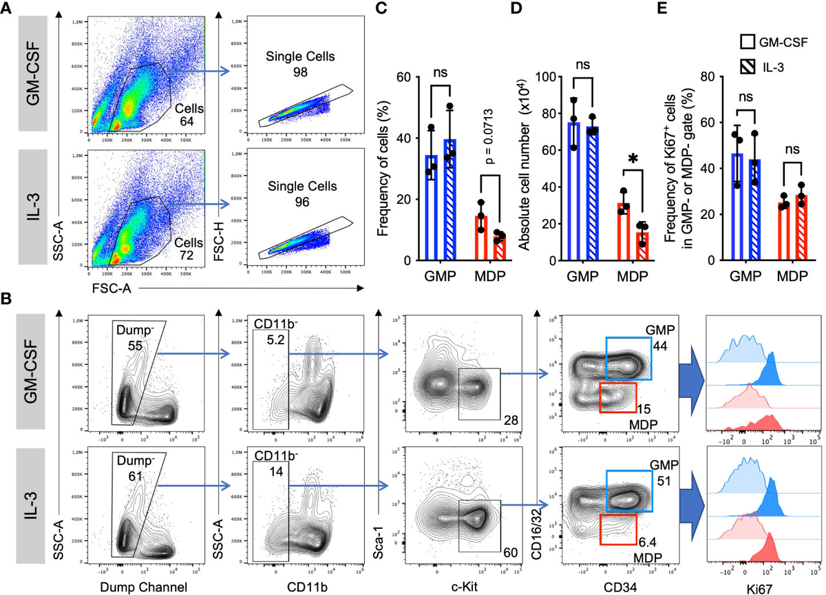 Frontiers | M-MDSC in vitro generation from mouse bone marrow with IL-3 ...