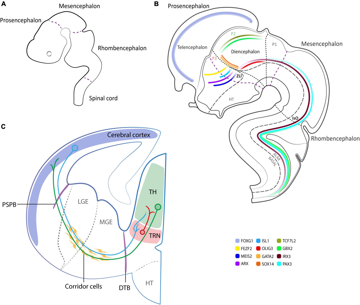Frontiers | Cortico-thalamic development and disease: From cells, to ...