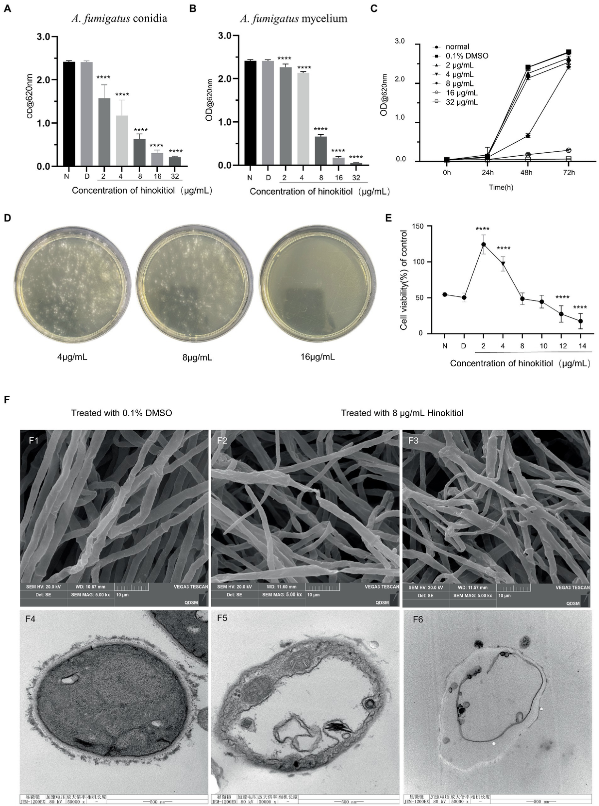 Frontiers | Hinokitiol inhibits Aspergillus fumigatus by interfering ...