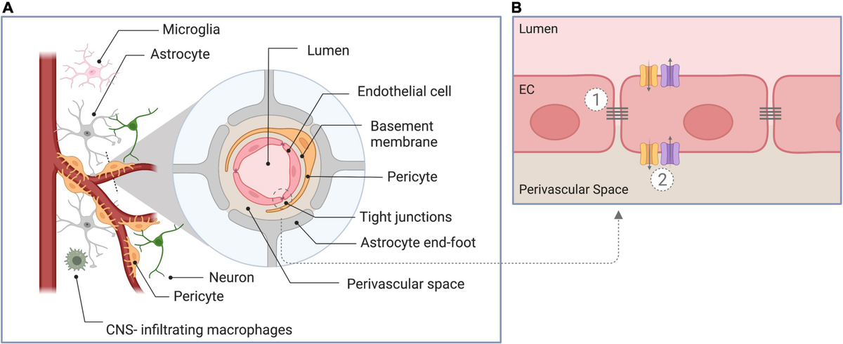 Frontiers | Imaging blood-brain barrier dysfunction: A state-of-the-art ...