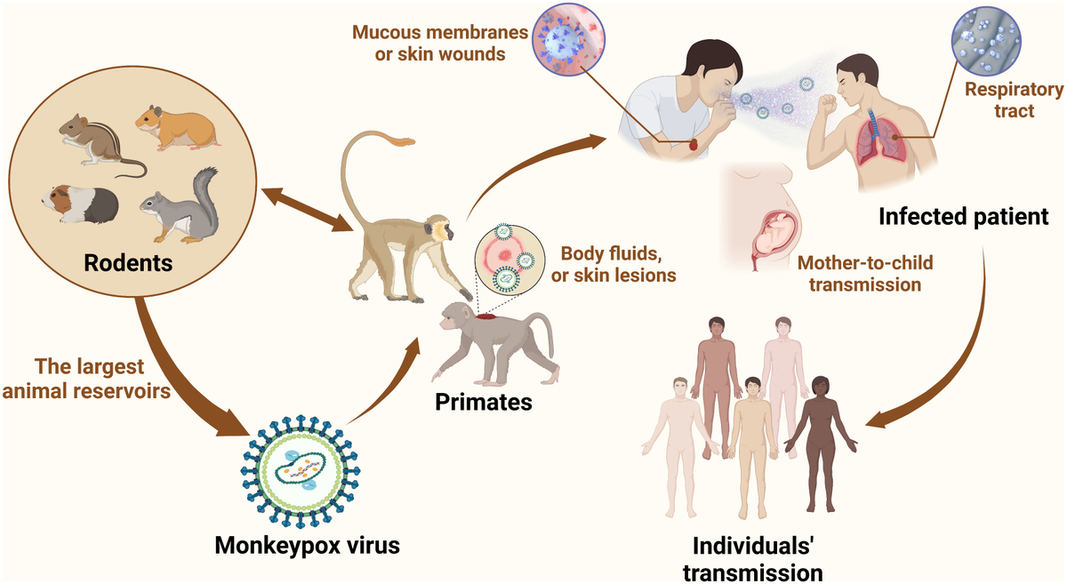 Frontiers | Insights into monkeypox pathophysiology, global prevalence, clinical manifestation ...