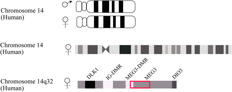 Frontiers | The multifaceted biology of lncR-Meg3 in cardio ... Frontiers | The multifaceted biology of lncR-Meg3 in cardio ...