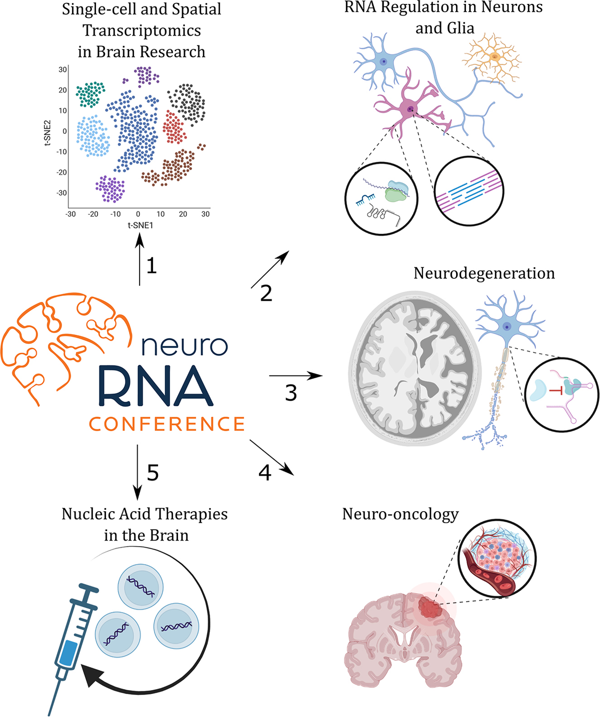 Frontiers | RNA regulation in brain function and disease 2022 (NeuroRNA ...