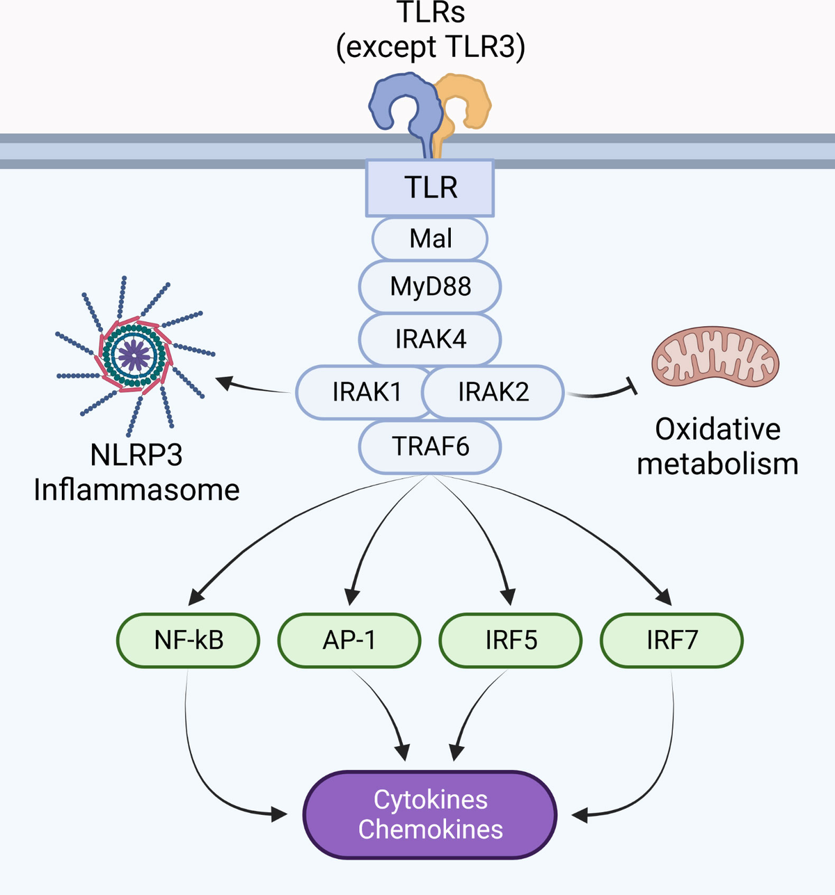 Frontiers | Regulation of innate immune signaling by IRAK proteins