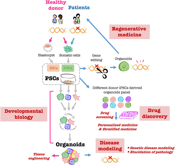 Frontiers | Modeling human liver organ development and diseases with ...