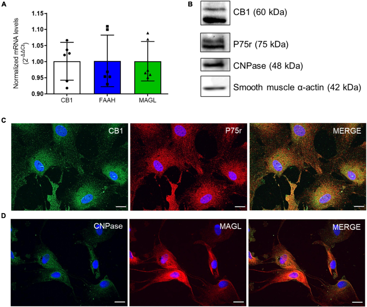 Frontiers | Activation of cannabinoid type 1 receptor (CB1) modulates ...
