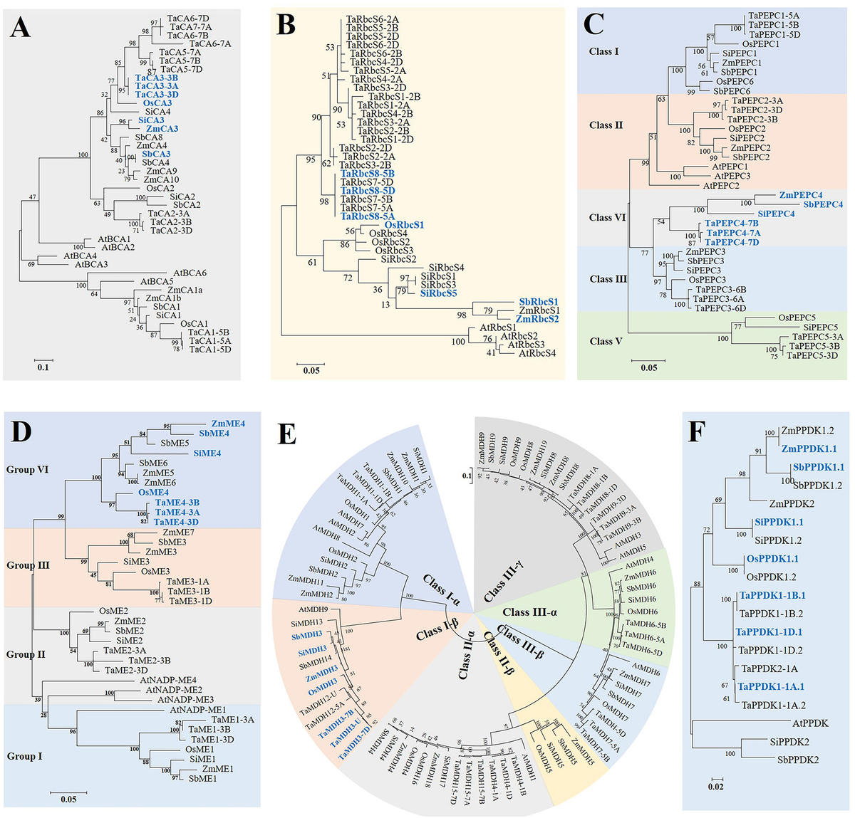 Frontiers | Genome-wide identification and comparative analyses of key ...
