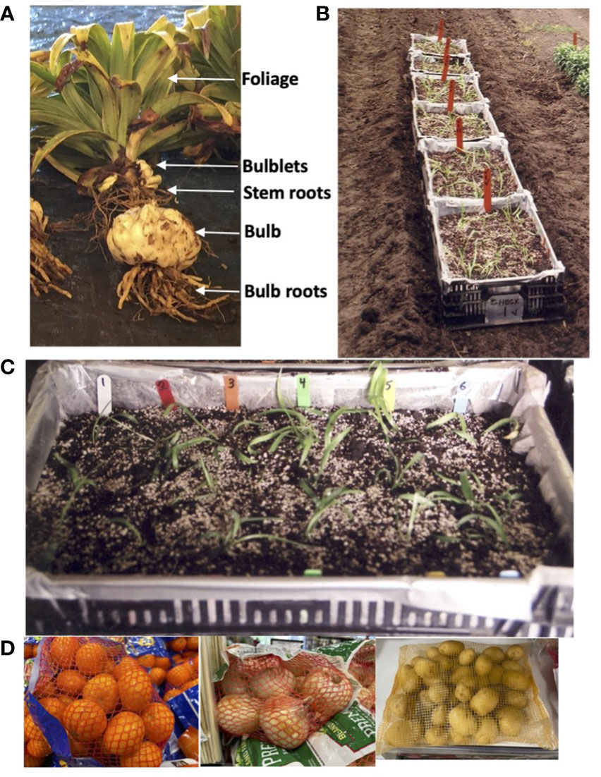 Frontiers | Field test of Easter lilies transformed with a rice ...