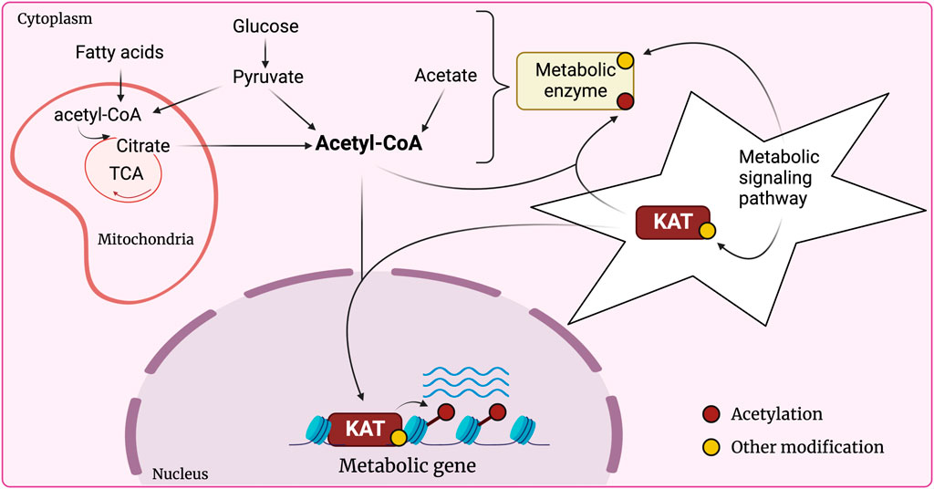 Frontiers | JAZF1: A metabolic actor subunit of the NuA4/TIP60 ...