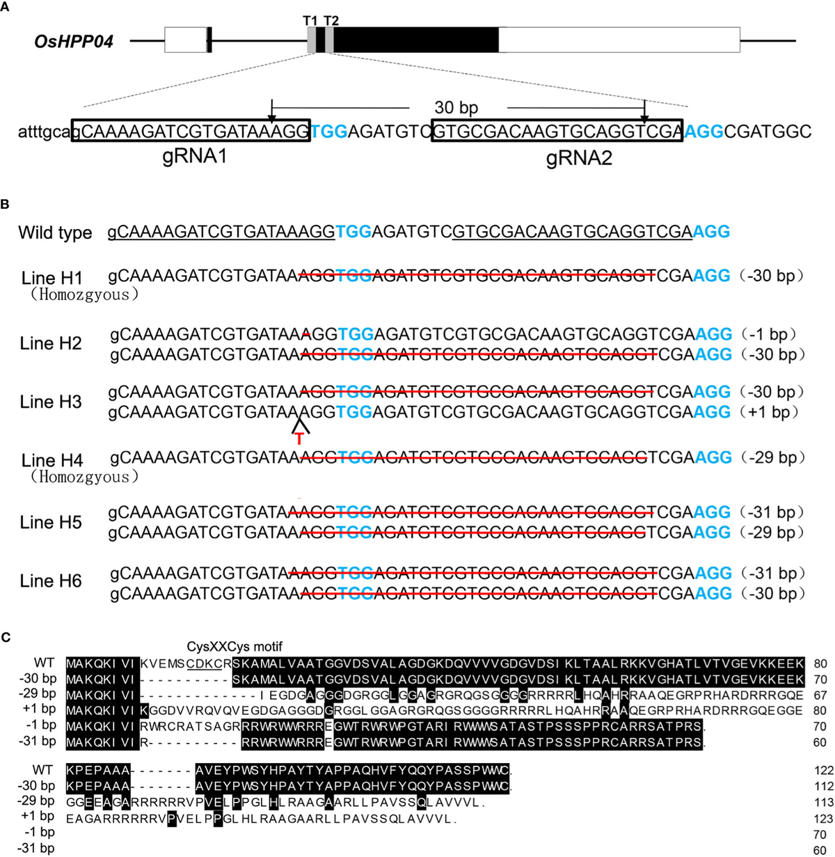 Frontiers | CRISPR/Cas9-mediated mutagenesis of the susceptibility gene ...