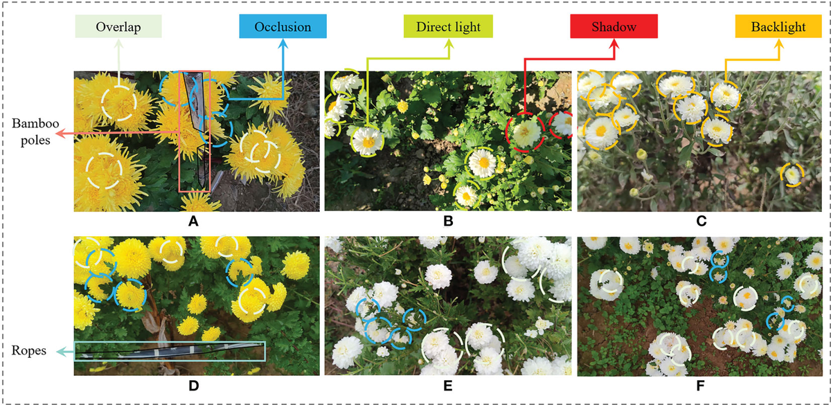 Frontiers | Image dataset of tea chrysanthemums in complex outdoor scenes