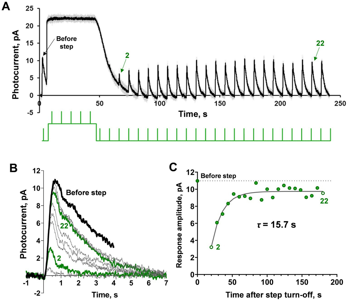 Frontiers | Adaptation memory in photoreceptors: different mechanisms ...