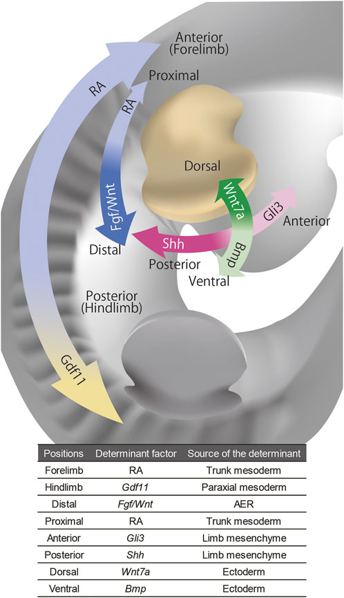 Frontiers | How might we build limbs in vitro informed by the modular ...