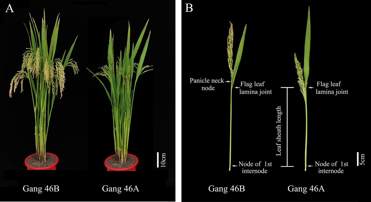Frontiers | A new allele PEL9GG identified by genome-wide association ...